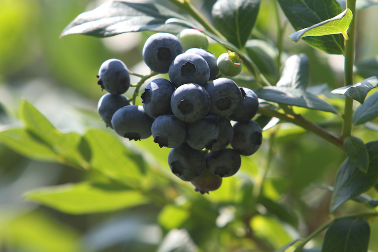 MIRAVIS FUNGICIDE LABELS EXPANDED | The Grower